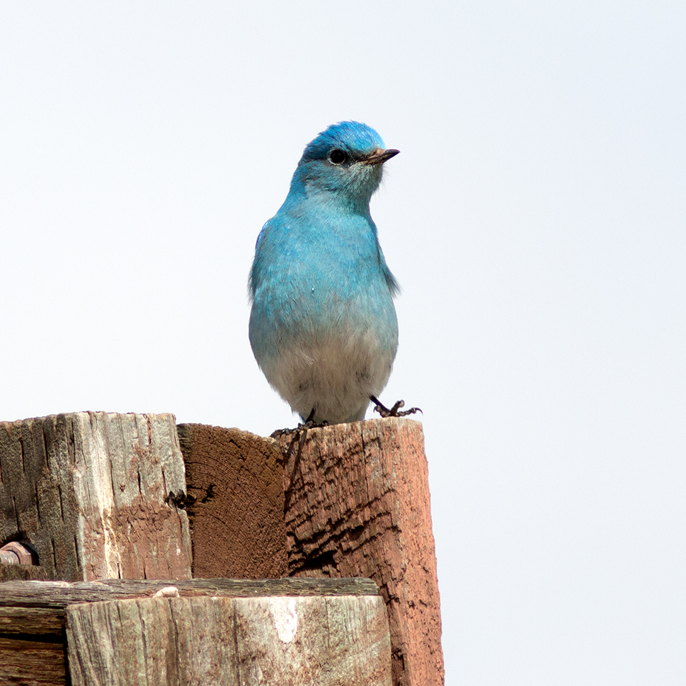 Birding By Ear - Birding By Ear